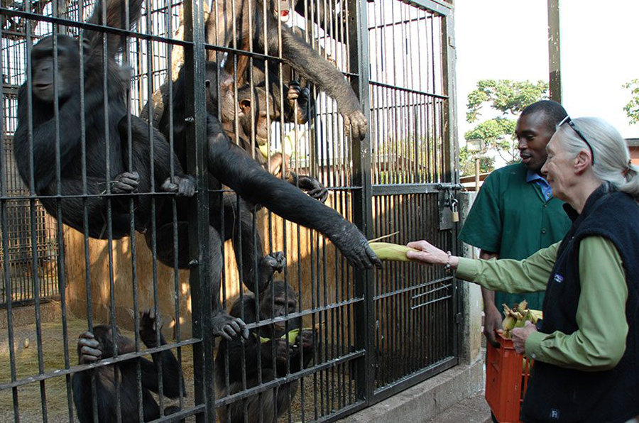Ngamba Island Chimpanzee Tour Experience
