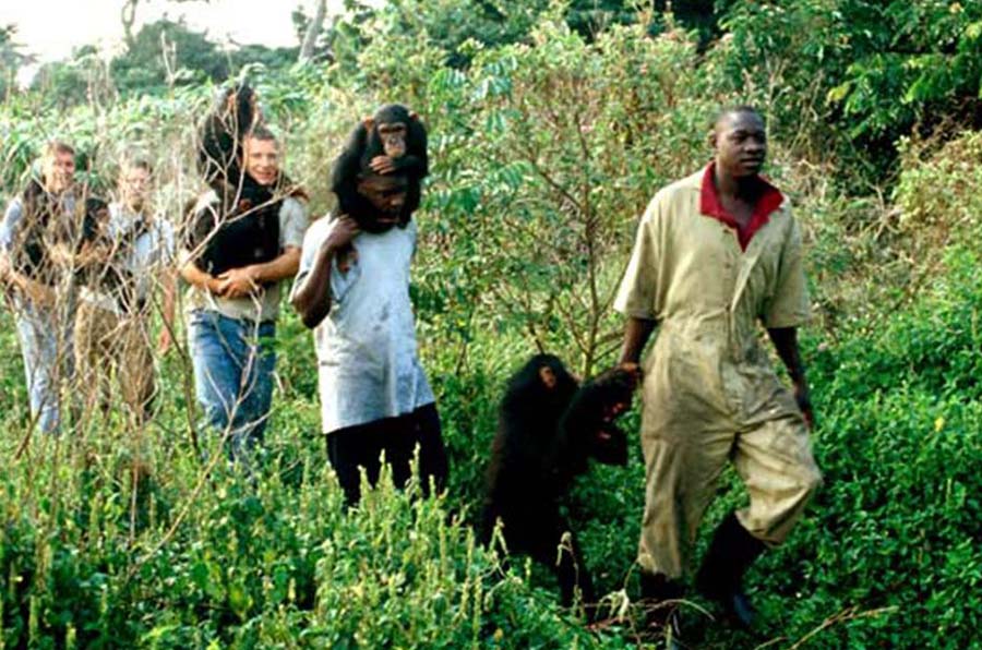 Ngamba Island Chimpanzee Tour Experience