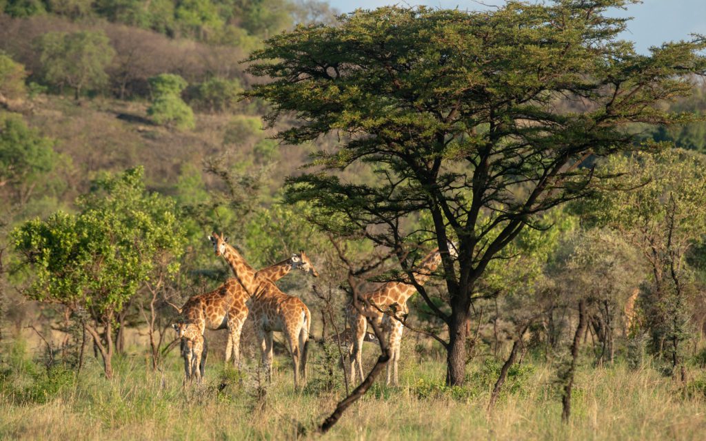 THE 12 WILDLIFE RESERVES IN UGANDA